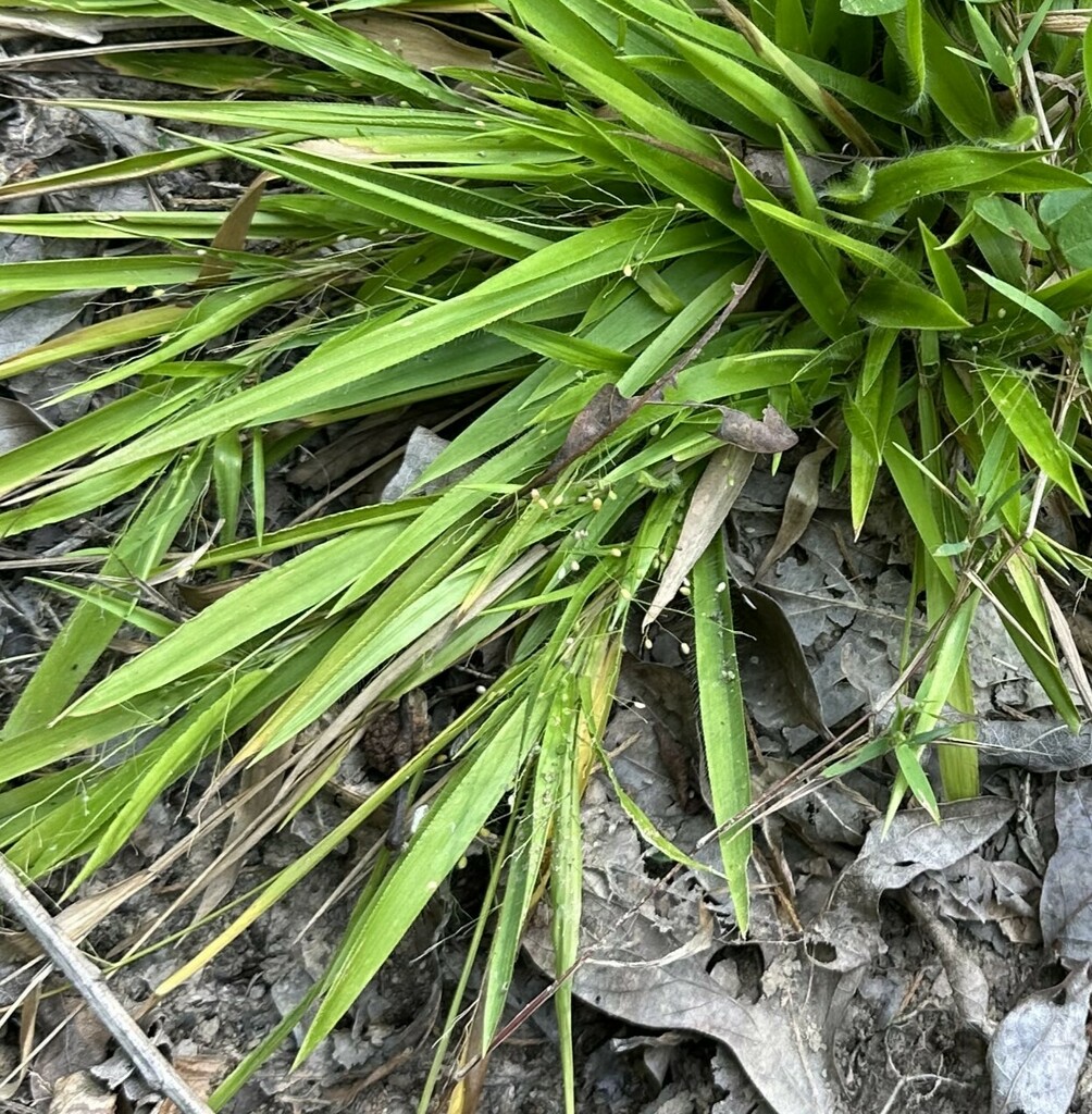 open-flower witchgrass from Union Hollow Rd., Lauderdale County, AL ...