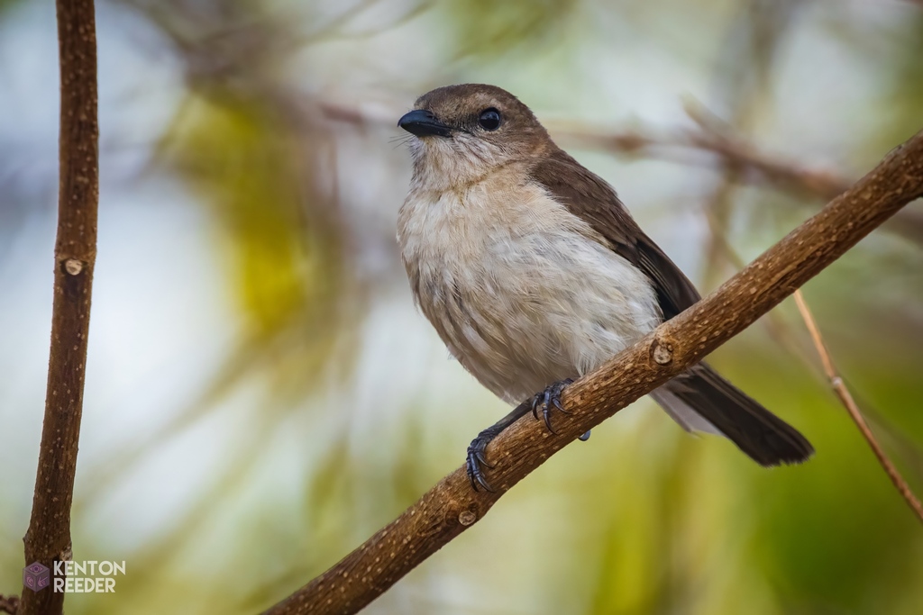 Grey Whistler from Darwin NT, Australia on September 13, 2023 at 07:53 ...