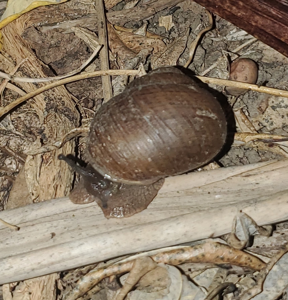 Cuban Brown Snail from Gaspar Hernández, DO-ES, DO on September 26 ...