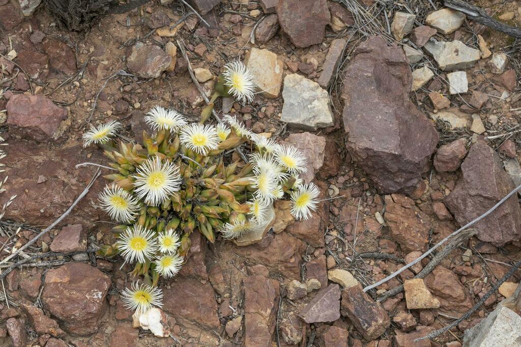 Namaqua Skeletonfig in September 2023 by Bionerds · iNaturalist