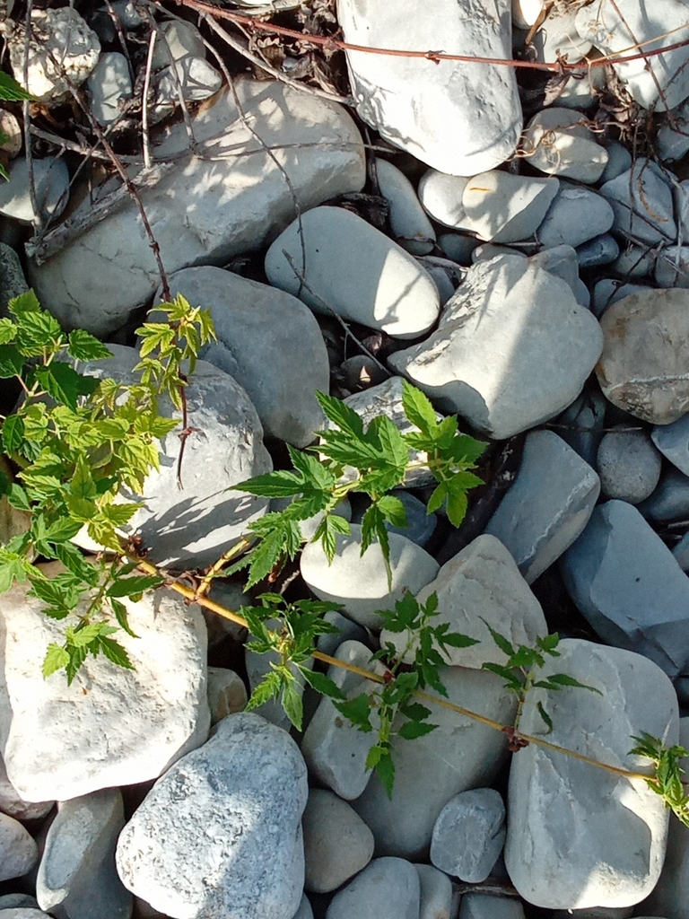 common hops from Pasteur, Nice, France on September 21, 2023 at 04:33 ...