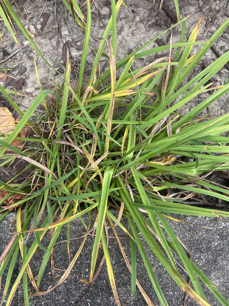 Frank's sedge from FirstEnergy Stadium - Cub Cadet Field, Akron, OH, US ...