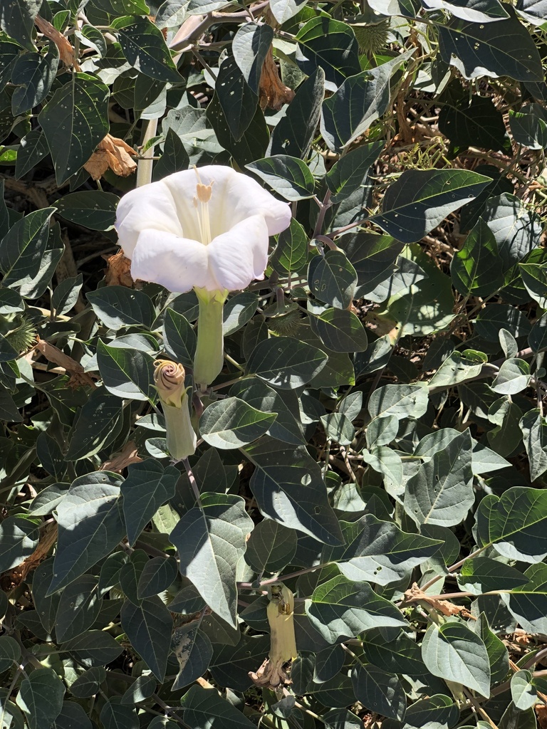 Sacred Datura from Arches National Park, Moab, UT, US on September 25 ...