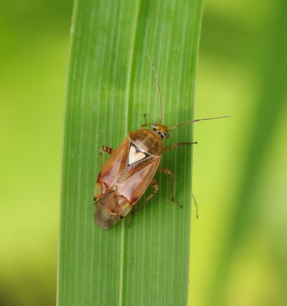 Lygus Bugs from Gonfreville-l'Orcher, France on September 27, 2023 at ...