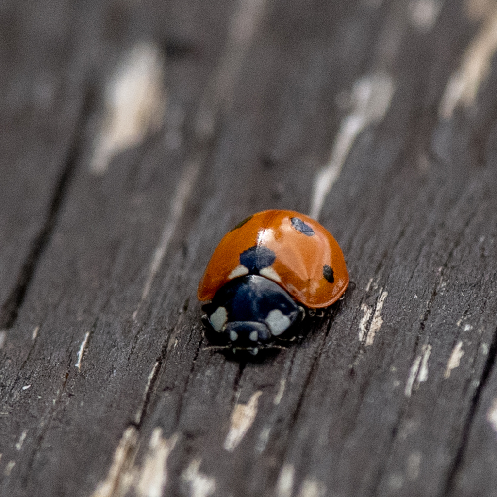 Seven-spotted Lady Beetle from Teton County, WY, USA on September 14 ...