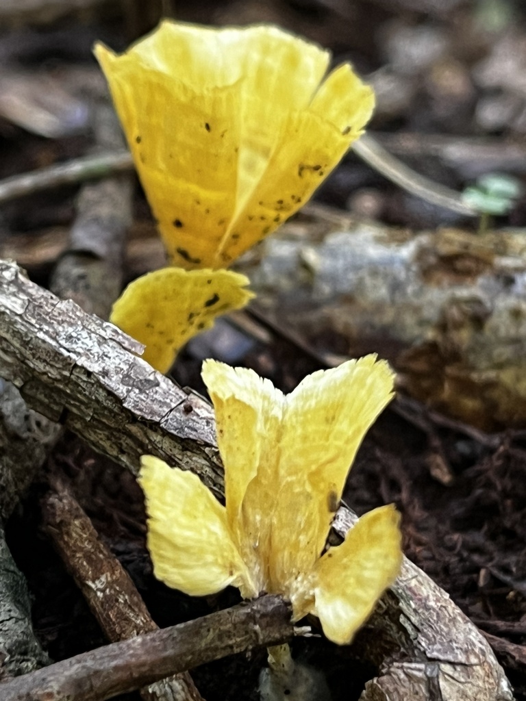 Cotylidia aurantiaca from Yaxcabá, Yuc., MX on September 24, 2023 at 09 ...