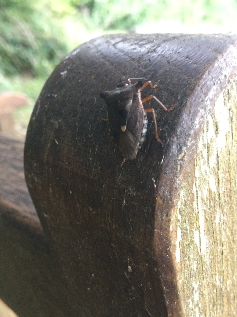 Forest Bug from Whiteway, Salisbury, England, GB on September 27, 2023 ...