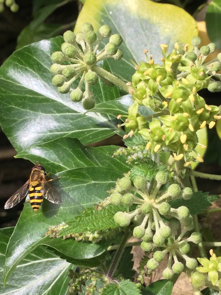 Common Flower Flies from Church Lane, Salisbury, England, GB on ...