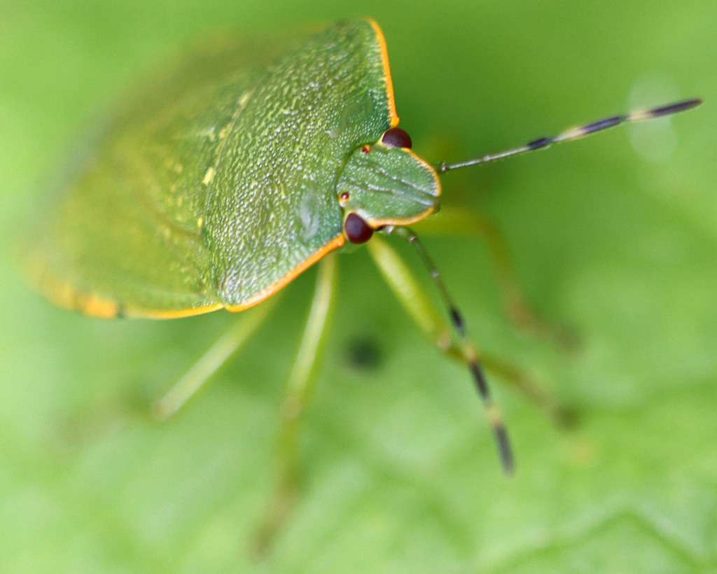 Green Stink Bug from Shepard Settlement, Onondaga County, NY, USA on ...