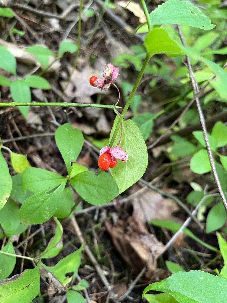 Running Strawberry-bush from Berrien County, MI, USA on September 21 ...