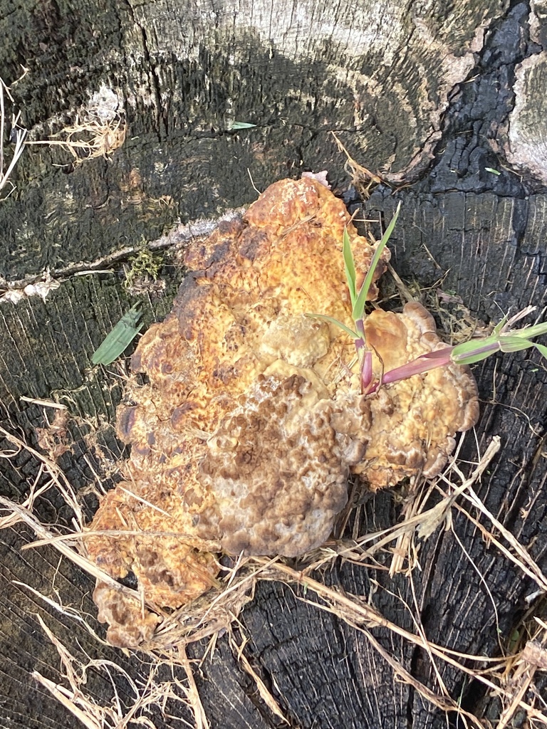 oak bracket from Notre Dame of Maryland University, Baltimore, MD, US ...