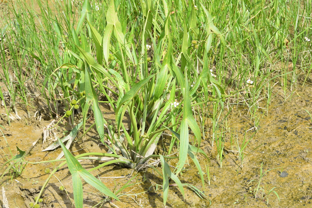 Chinese Arrowhead from 中国北京市昌平区 on September 27, 2023 at 12:37 PM by 红梅 ...