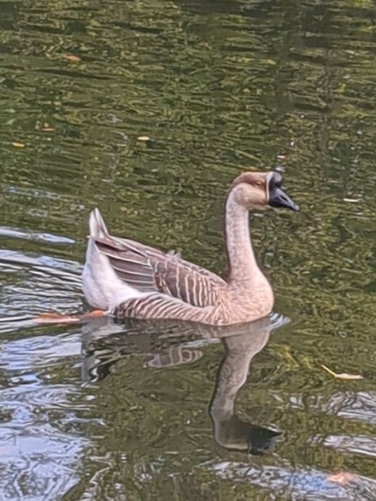 Domestic Swan Goose from Arsenal @ Missouri EB, St. Louis, MO 63118 ...