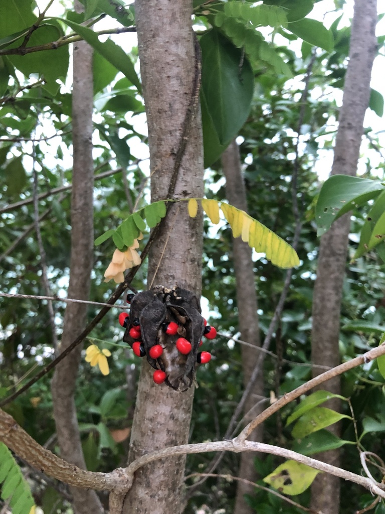 rosary pea from Great Barrier Reef, Stanage, QLD, AU on February 3 ...