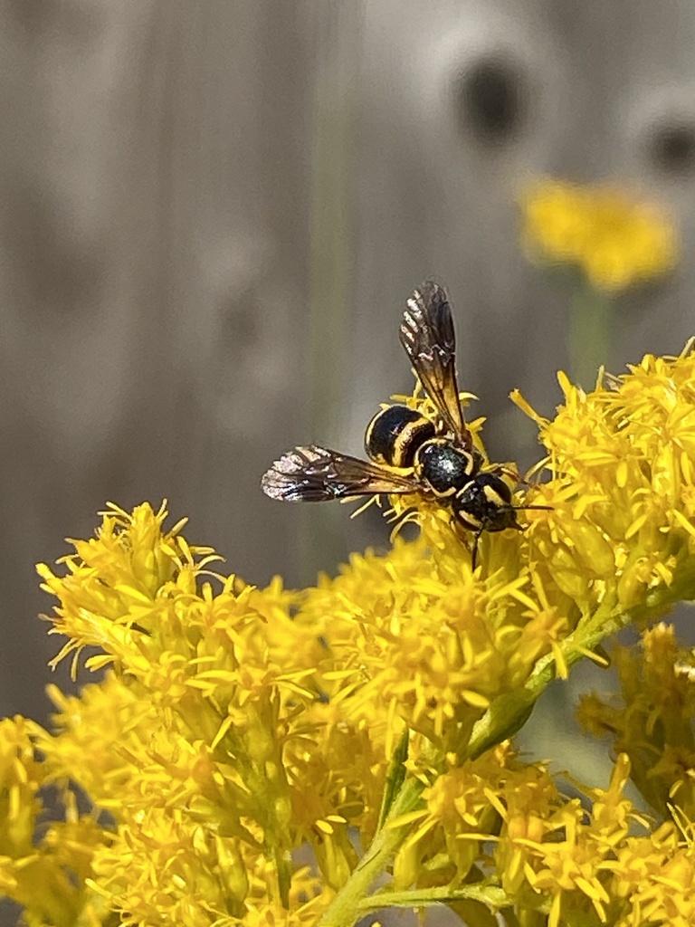 Louisiana Painted-Dark bee from Vaiden Ridge Dr S, Hernando, MS, US on ...