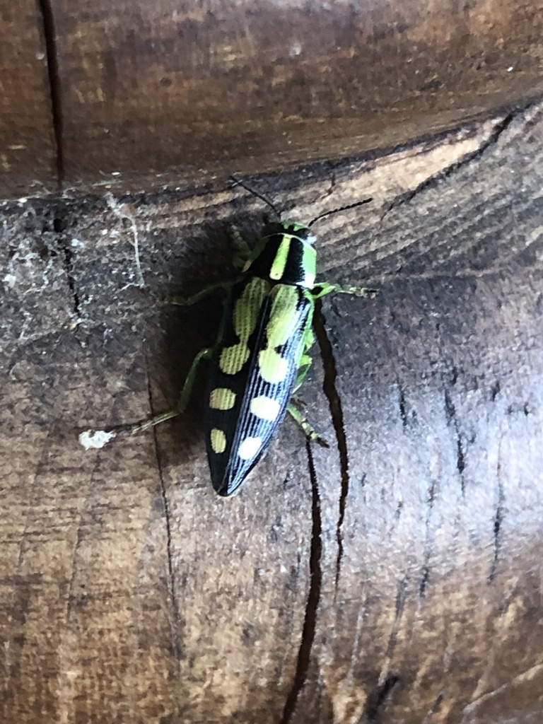 Diadoxus erythrurus from North Pine Dam Nature Refuge, Samsonvale, QLD ...