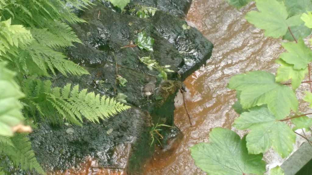 White-throated Dipper from 2 Hepworth Rd, Jackson Bridge, Holmfirth HD9 ...