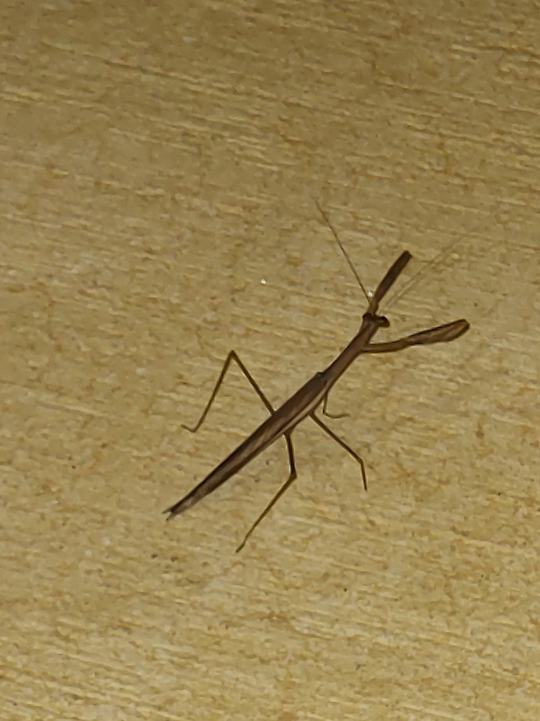 Deiphobe infuscata from PH6R+VR, Chindepalle, Andhra Pradesh 517619 ...