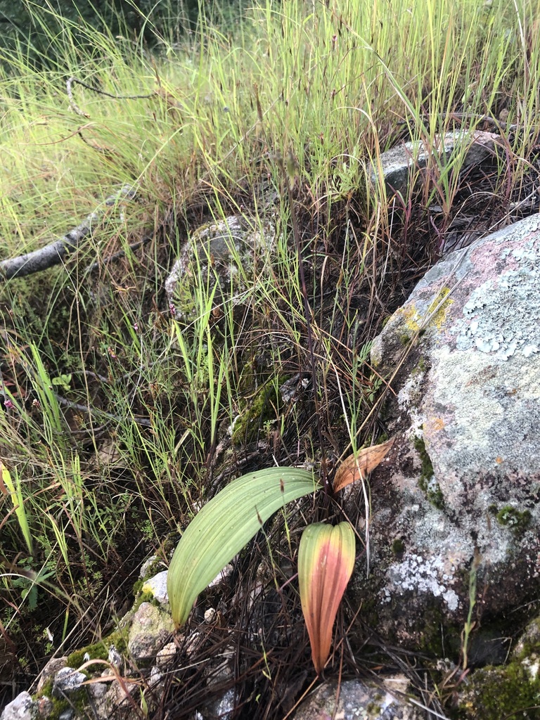 Bletia roezlii from Santiago Papasquiaro, Durango, Mexico on September ...