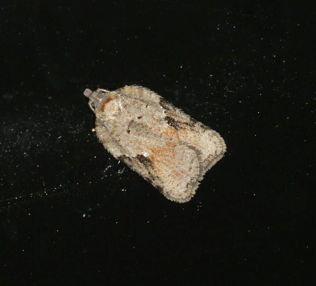 North American Black-headed Birch Leaffolder Moth from Mont-Joli, QC ...