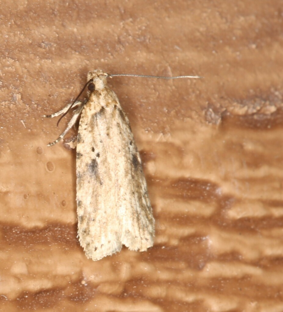 Canadian Agonopterix Moth from Mont-Joli, QC, Canada, 1101 rue Lussier ...
