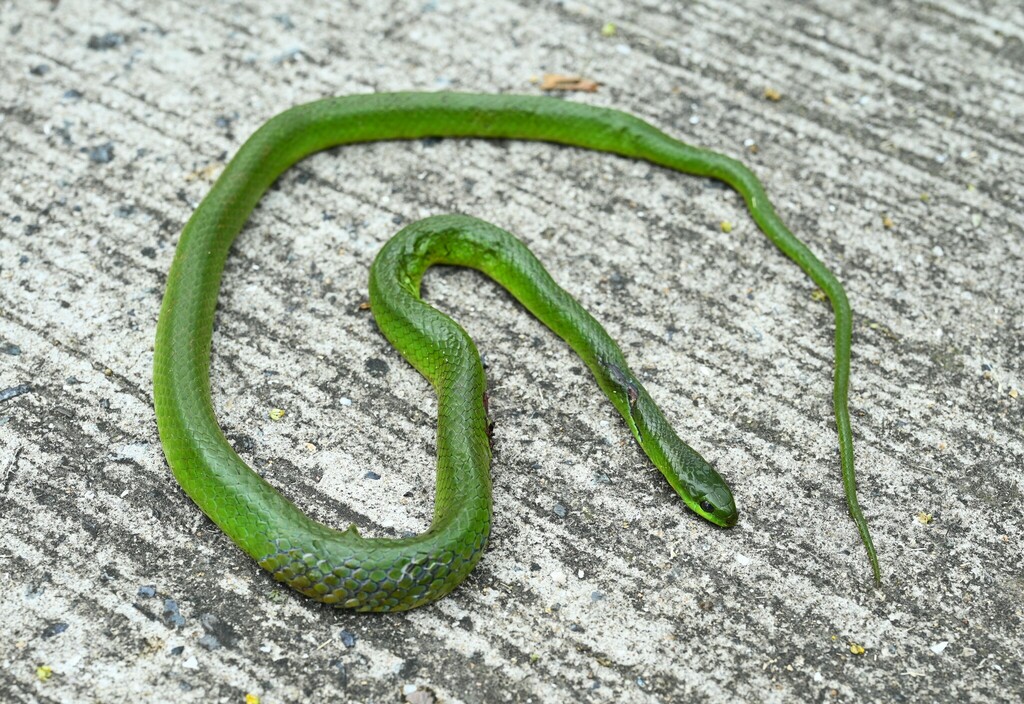 Chinese Green Snake from 中国浙江省宁波市北仑区 on September 2, 2023 at 12:55 PM ...