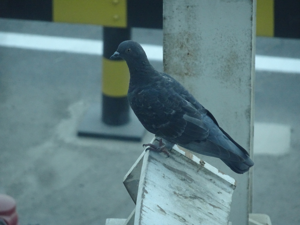 Feral Pigeon from Dubai - United Arab Emirates on September 27, 2023 at ...