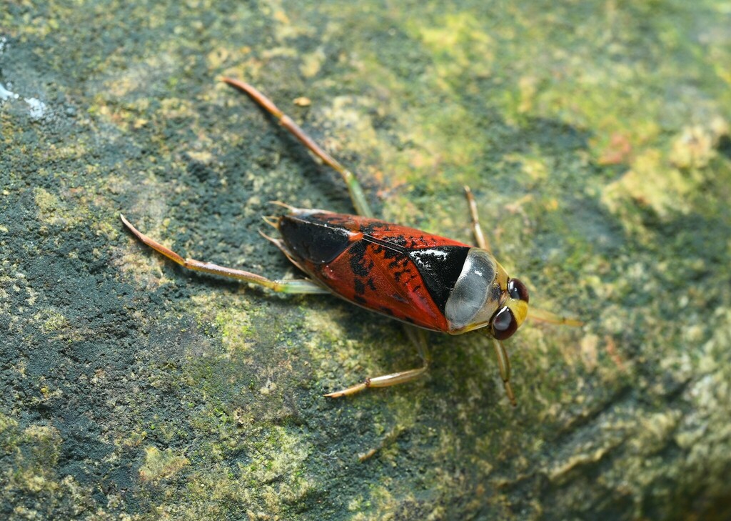 Notonecta montandoni from 中国浙江省宁波市北仑区 on September 2, 2023 at 06:29 PM ...