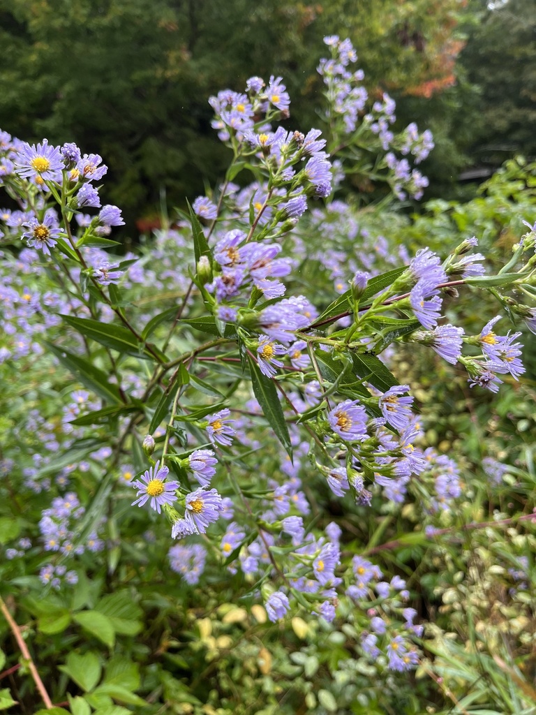 panicled aster from Payne Branch Rd, Blowing Rock, NC, US on September ...
