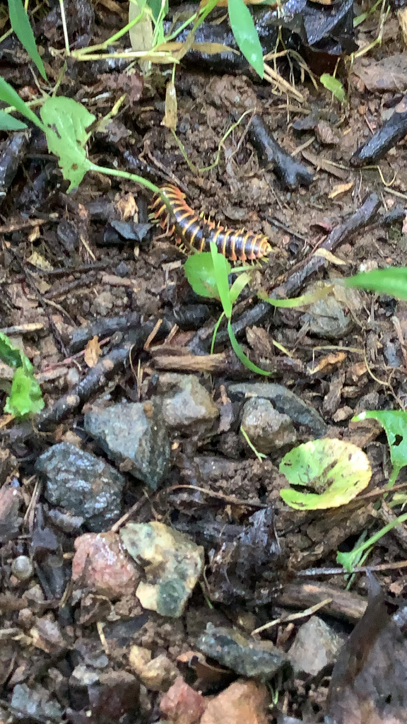 Black-and-gold Flat Millipede from Bethesda on September 27, 2023 at 11 ...