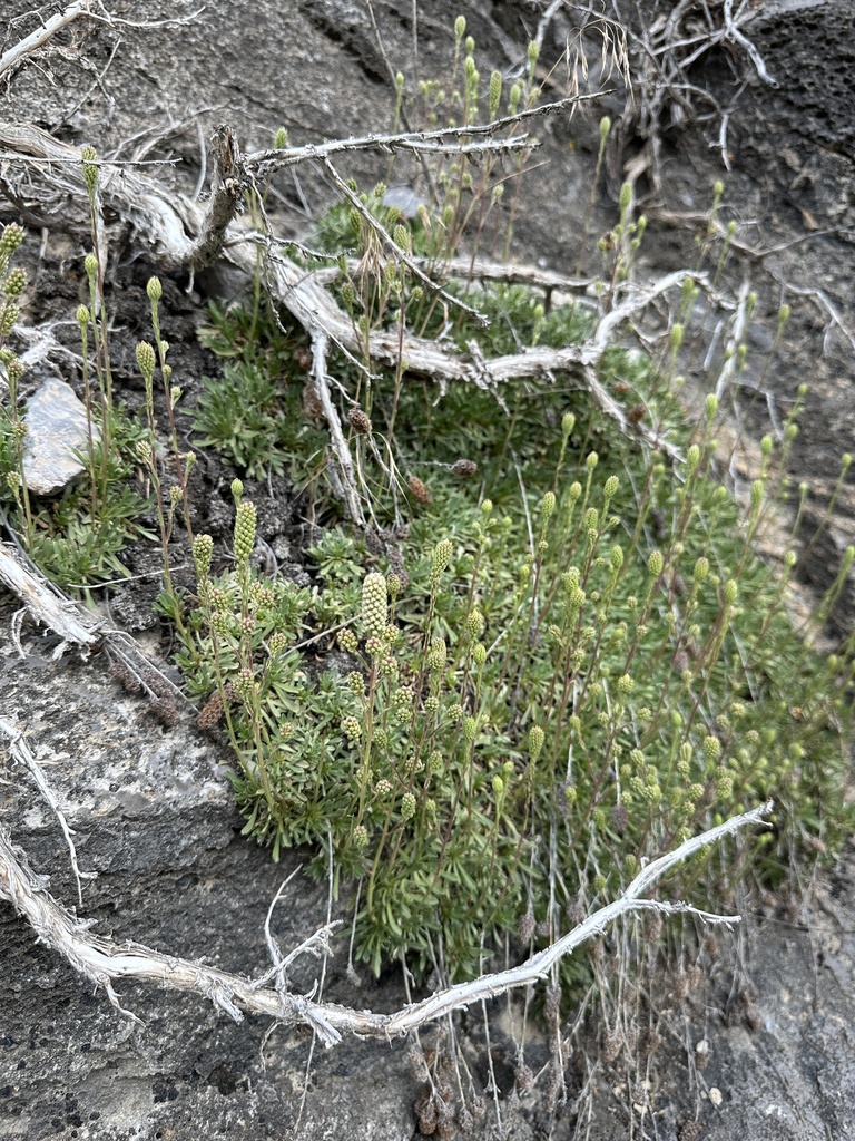 mat rock spiraea from White Pine County, NV, USA on August 18, 2023 at ...