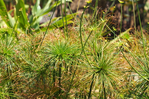 Field-bank Galingale, Paddy Galingale (Cyperus halpan) · iNaturalist