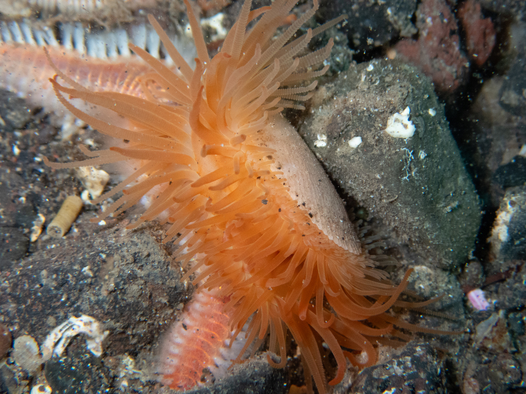 Limaria hians from Santa Cruz de Tenerife, ES-CN, ES on September 27 ...