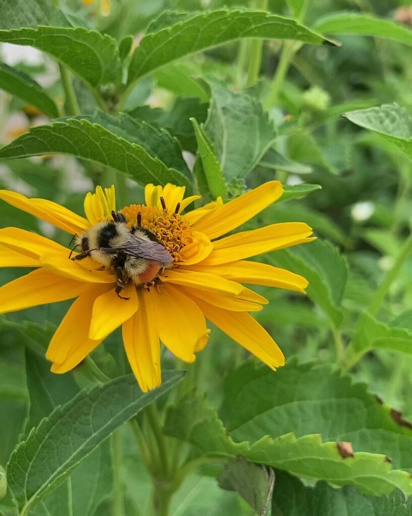 Great Basin Bumble Bee from Douglasdale, Calgary, AB T2Z, Canada on ...
