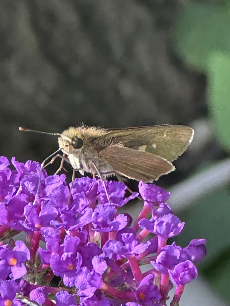 Ocola Skipper from Colden Ave, New York, NY, US on September 27, 2023 ...
