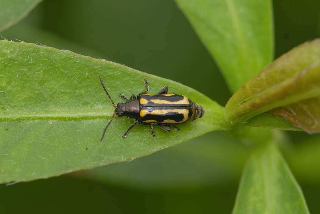 Alligatorweed Flea Beetle from 中国江苏省南京市江宁区龙眠大道 on September 24, 2023 at ...