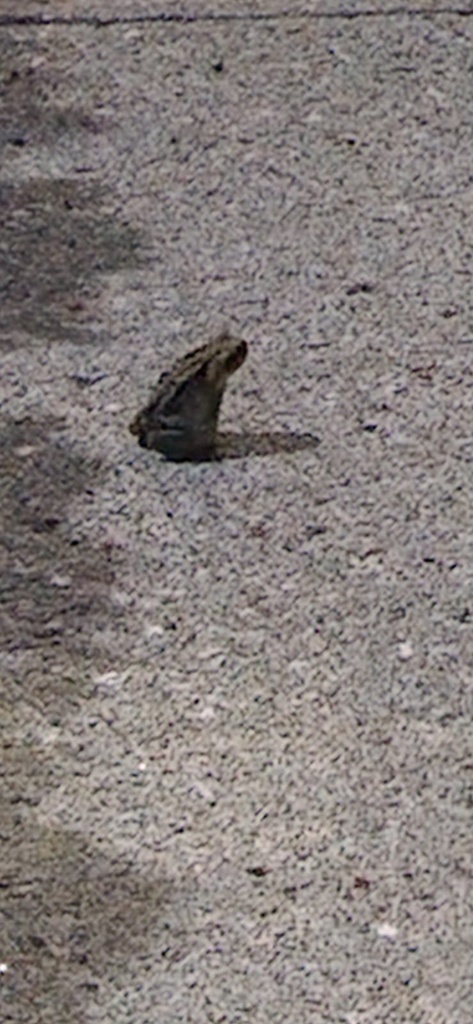 Cane Toad from Puerto Rico, Caguas, Puerto Rico, US on September 27 ...