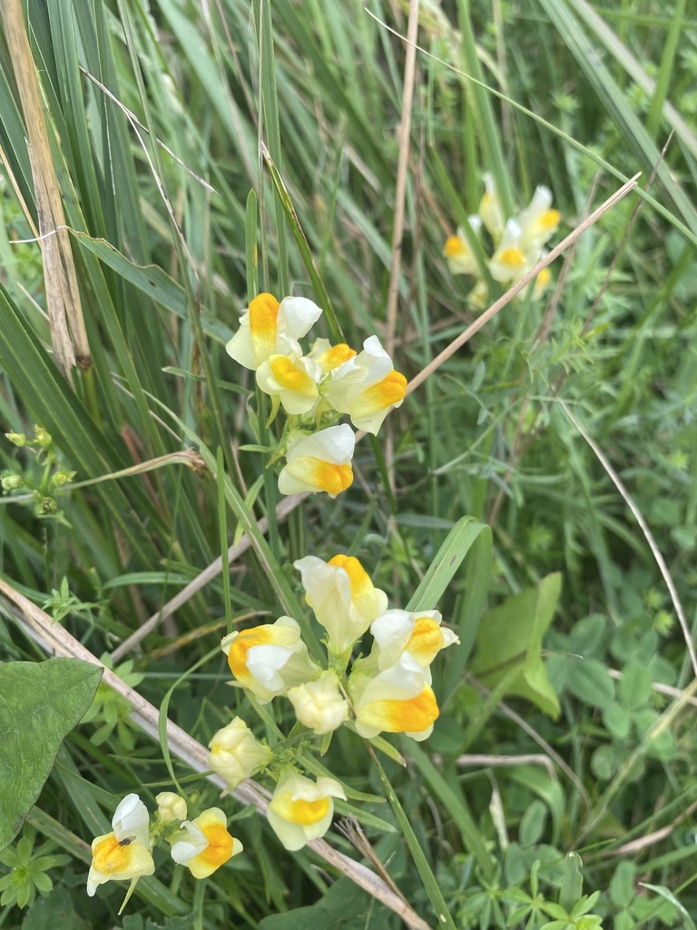 common toadflax from Sackville Waterfowl Park, Sackville, NB, CA on ...