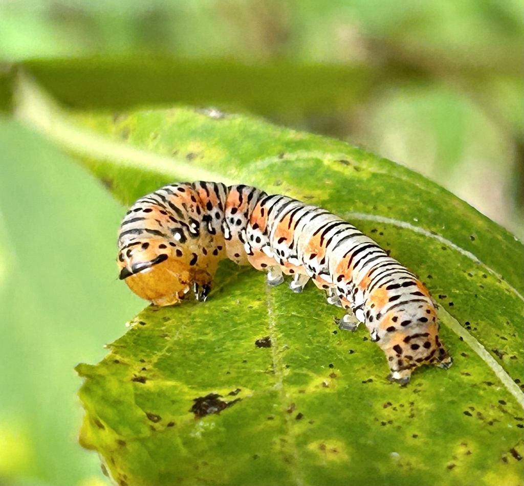 Cutworm Moths and Allies in September 2023 by Allison Ferris · iNaturalist