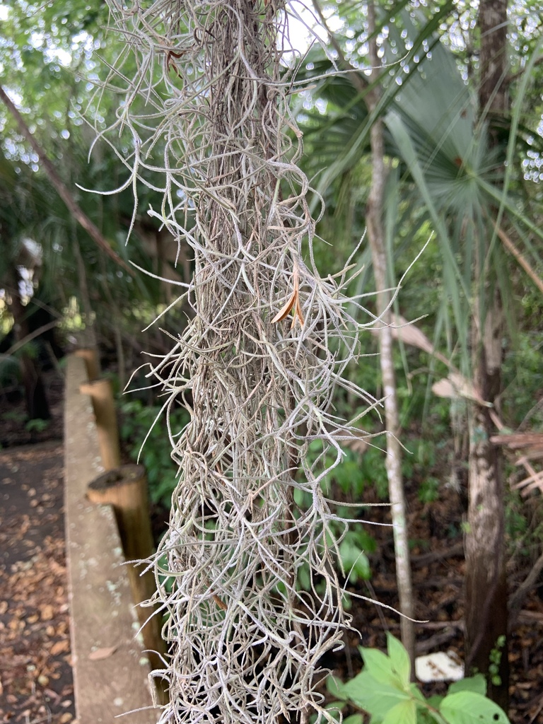 Tillandsioids (Tillandsioideae) - Botanical Realm