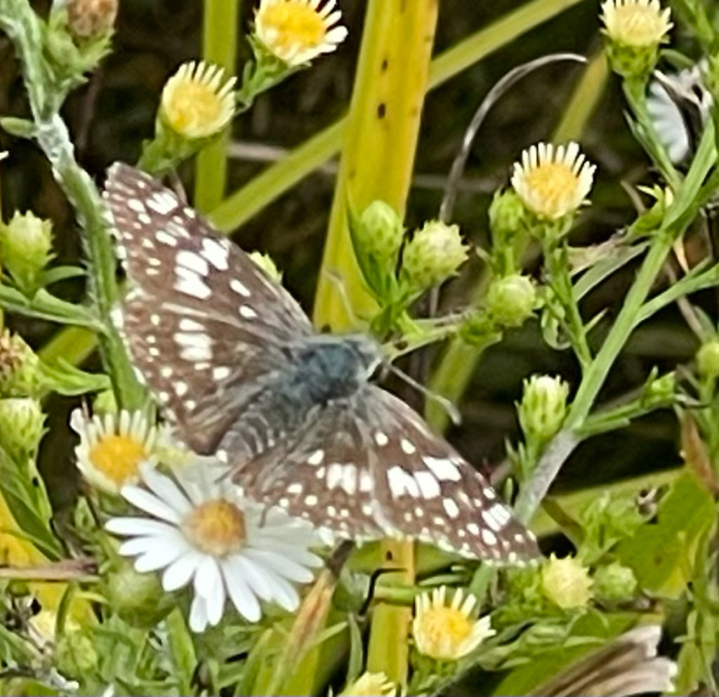 Common Checkered-Skipper from New Castle on September 21, 2023 at 01:35 ...