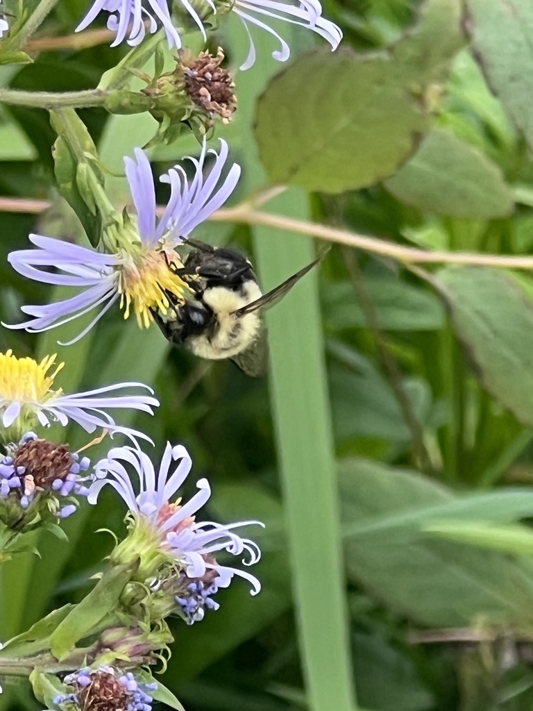 Common Eastern Bumble Bee from Mount Allison University, Sackville, NB ...