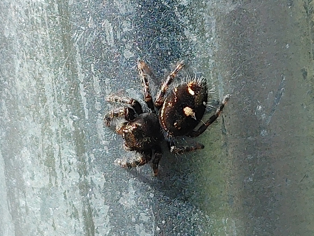 Bold Jumping Spider from Sand Hill Rd, Seeley's Bay, ON K0H 2N0, Canada ...