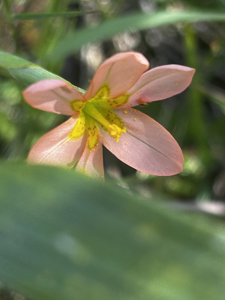 Two-leaved Cape tulip from Hessequa Rural, Riversdale, WC, ZA on ...