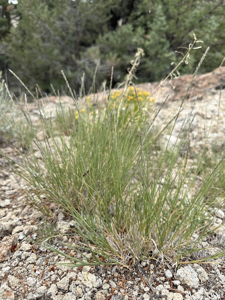 Spike Muhly from Lincoln County, NV, USA on August 19, 2023 at 12:22 PM ...