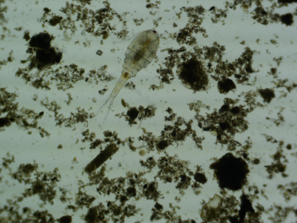 Eucyclops from Pikesville, MD, USA on September 27, 2023 at 09:48 AM by ...