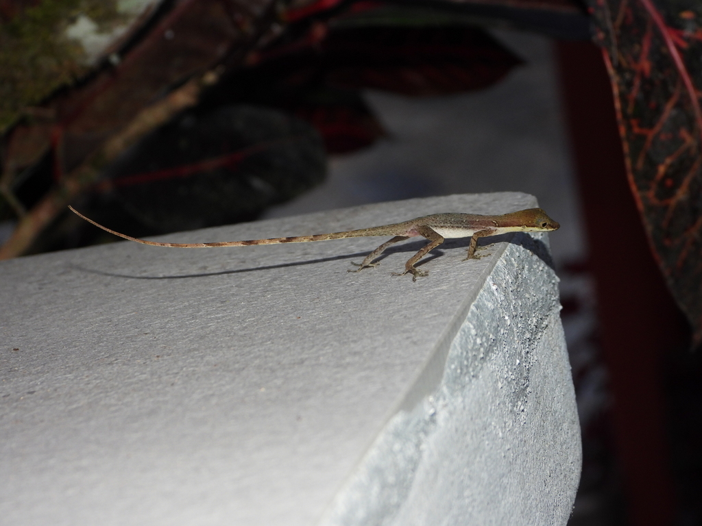 Border Anole from Anton Valley, Panama on April 20, 2023 at 07:25 PM by ...