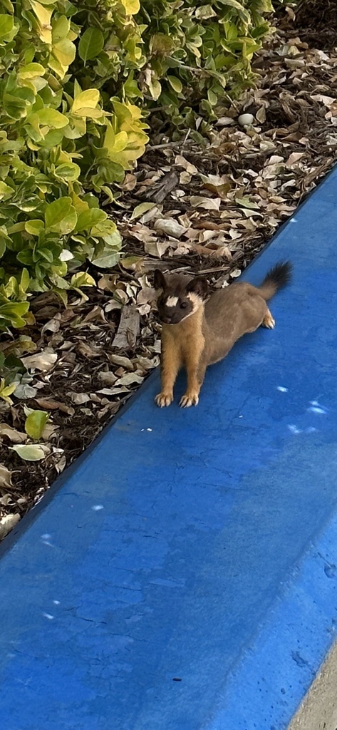 Long-tailed Weasel from Hanson Ln, Ramona, CA, US on September 27, 2023 ...