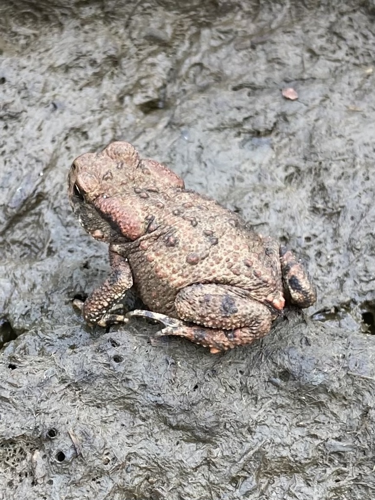 European Toad from Gyngemosen og Høje Gladsaxe Park, Søborg, Region ...