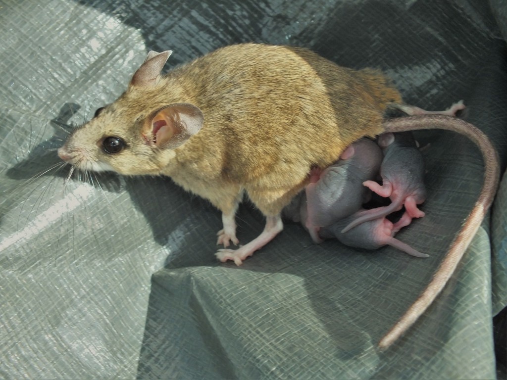 North American Deer Mice from Saguaro National Park on March 25, 2016 ...